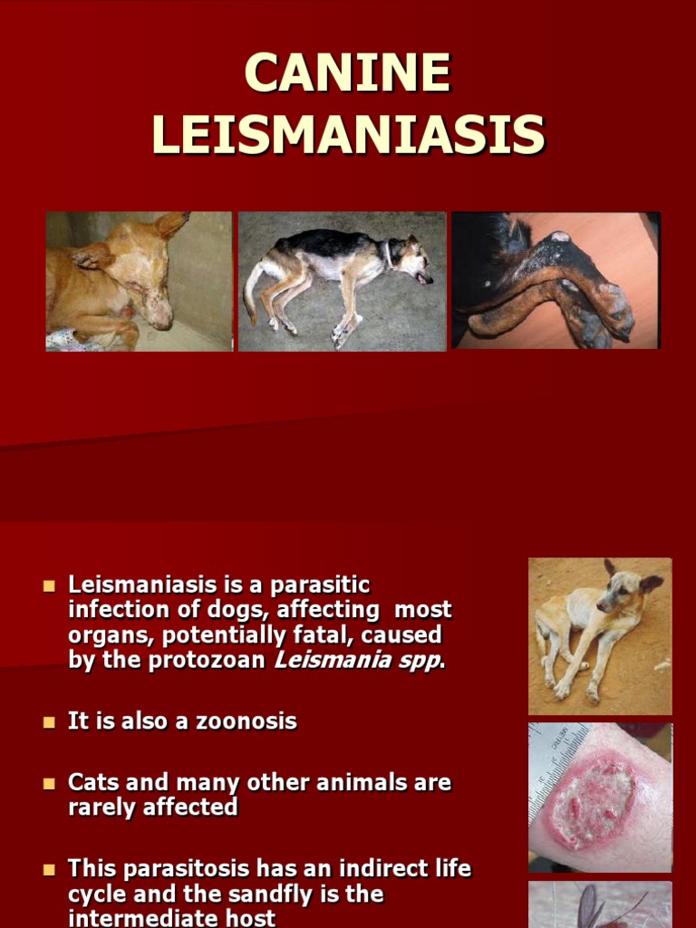 Canine Leishmaniasis: A Review of the Parasitic Infection, Life Cycle ...