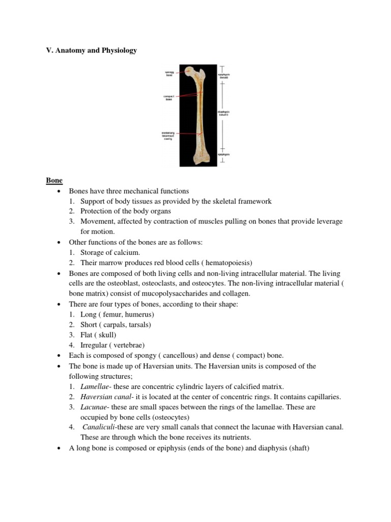 Anatomy and Physiology of the Musculoskeletal System: An In-Depth Look ...