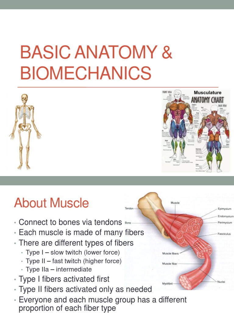 Lecture 4 - Basic Anatomy and Biomechanics | PDF | Shoulder | Vertebral ...