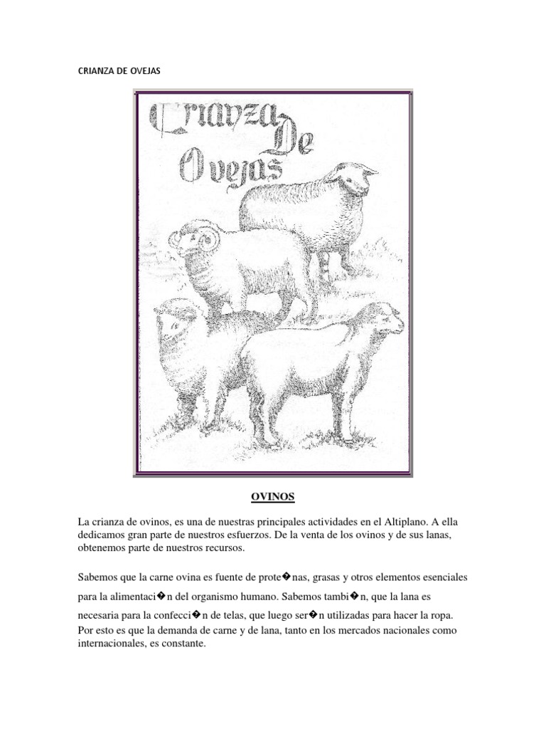 Crianza de Ovejas | PDF | Oveja | Carne