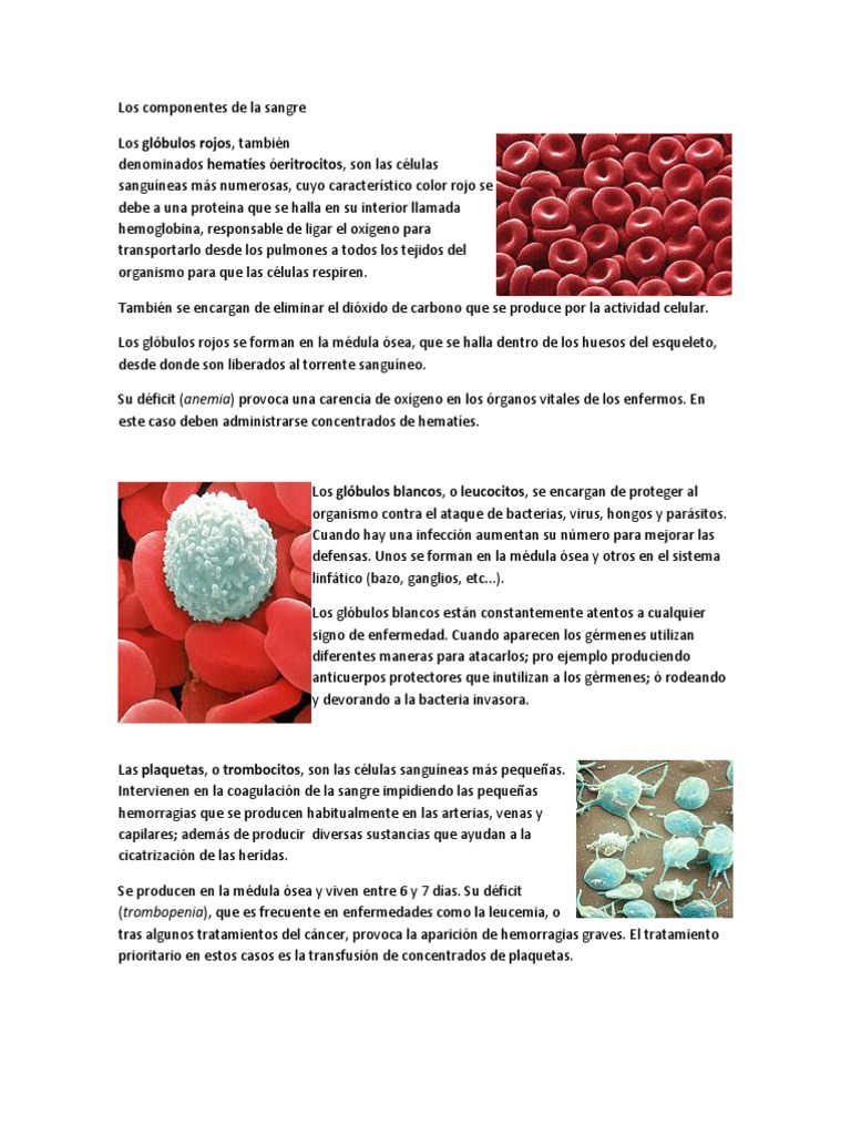 Componentes de La Sangre | PDF | Sangre | Medicina