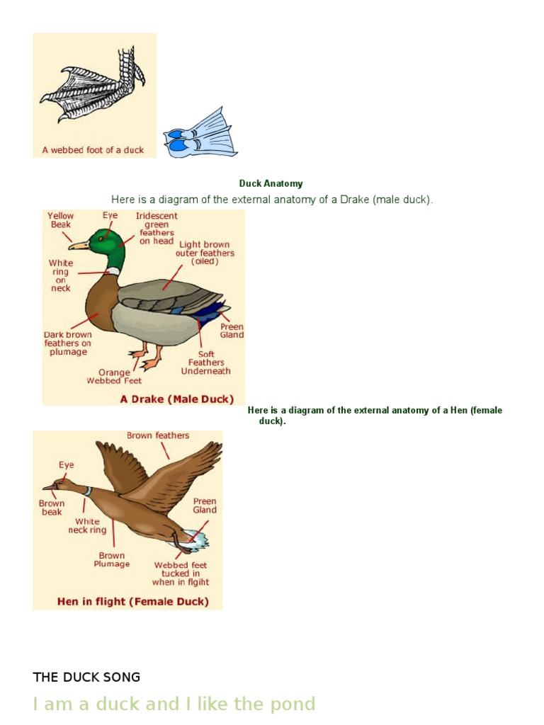 Bird External Anatomy