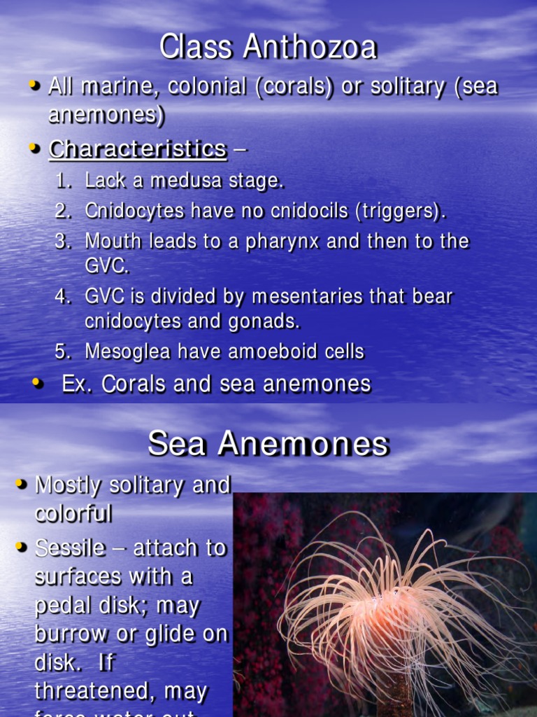 Anthozoa | Coral | Animal Taxonomy