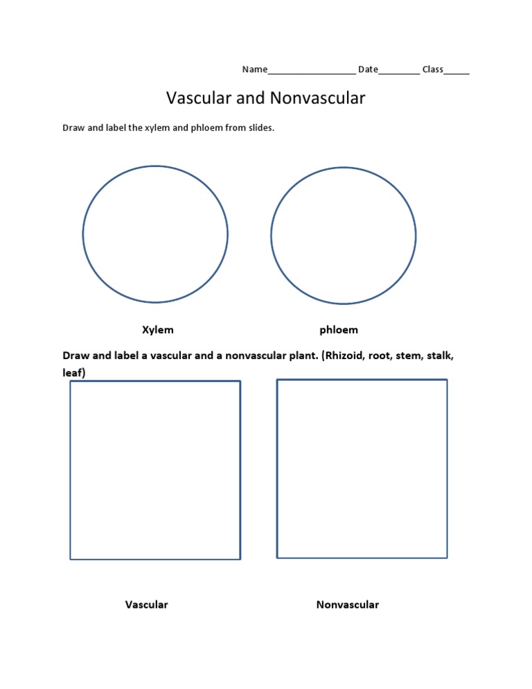Vascular and Nonvascular Worksheet | PDF
