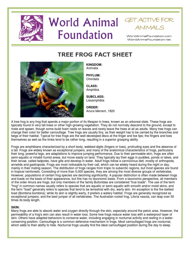 Tree Frog | Download Free PDF | Frog | Amphibian