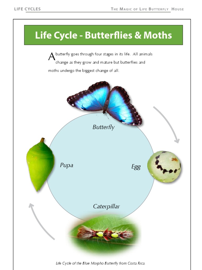 Life Cycles | PDF