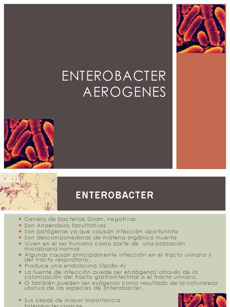 Enterobacter Aerogenes | PDF