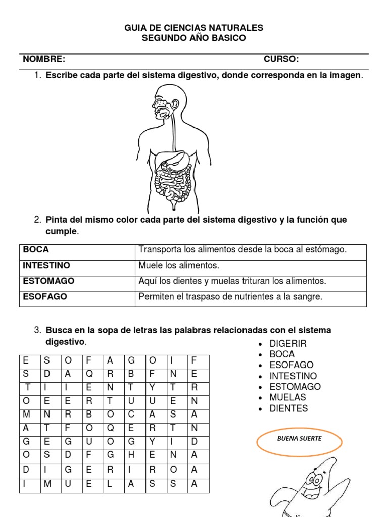 Guia Sistema Digestivo | PDF