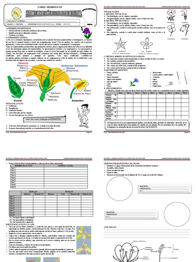 Practica de La Flor Original | PDF | Flores | Plantas de jardín