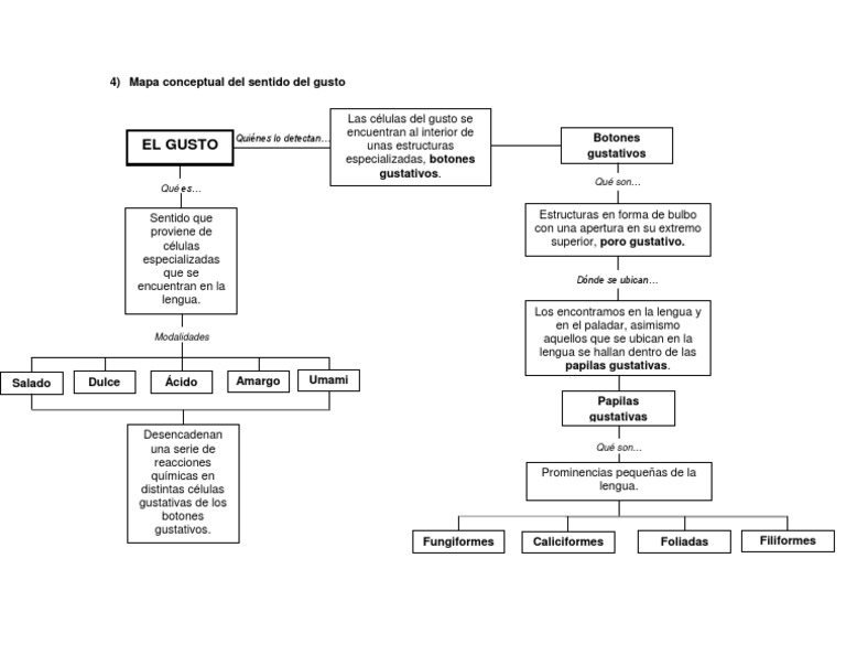Mapa Conceptual Del Sentido Del Gusto