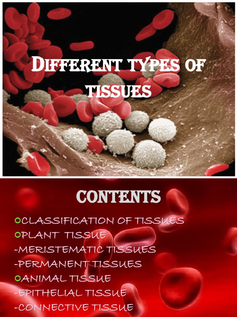 Different Types of Tissues | PDF | Tissue (Biology) | Epithelium