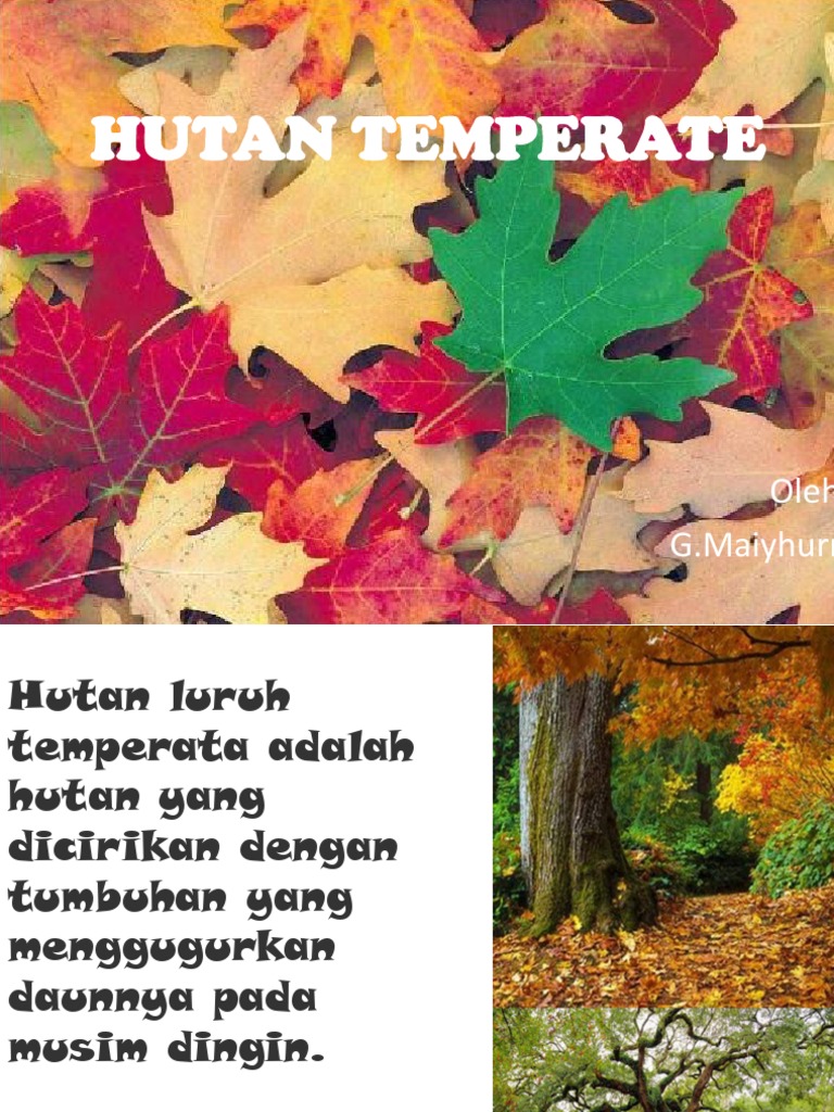 Hutan Temperate | PDF | Griya & Taman