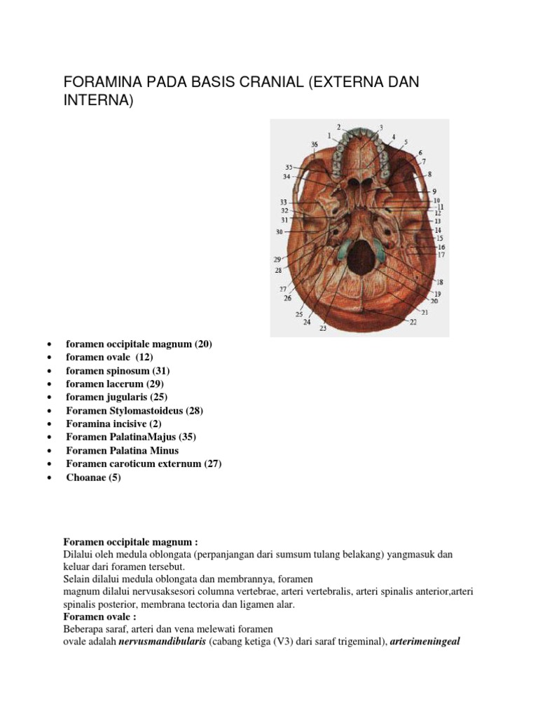 Foramina pada Basis Cranii dan Fungsinya | PDF