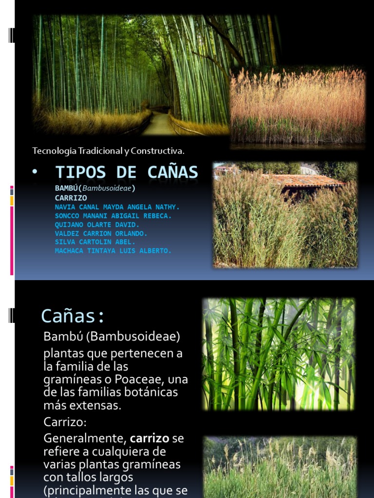 Tipos de cañas: bambú y carrizo | PDF | Bambú | Ingeniería de Edificación