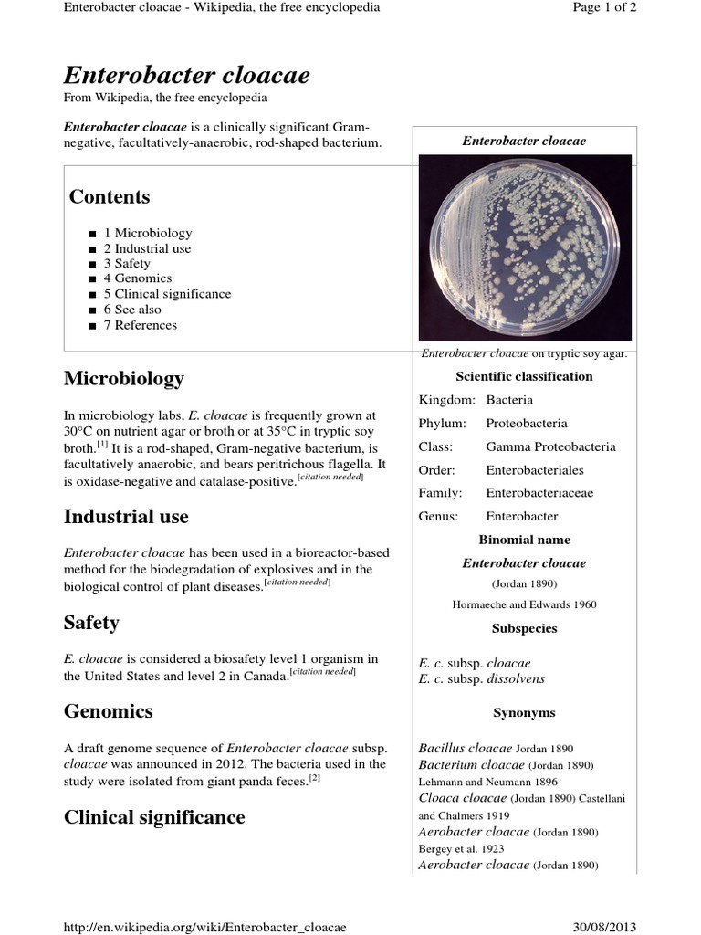 Wiki Enterobacter Cloacae | PDF | Bacteria | Microbiology
