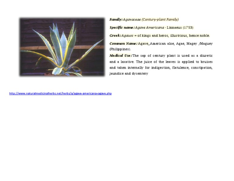 Agave Americana: Uses and Benefits | PDF