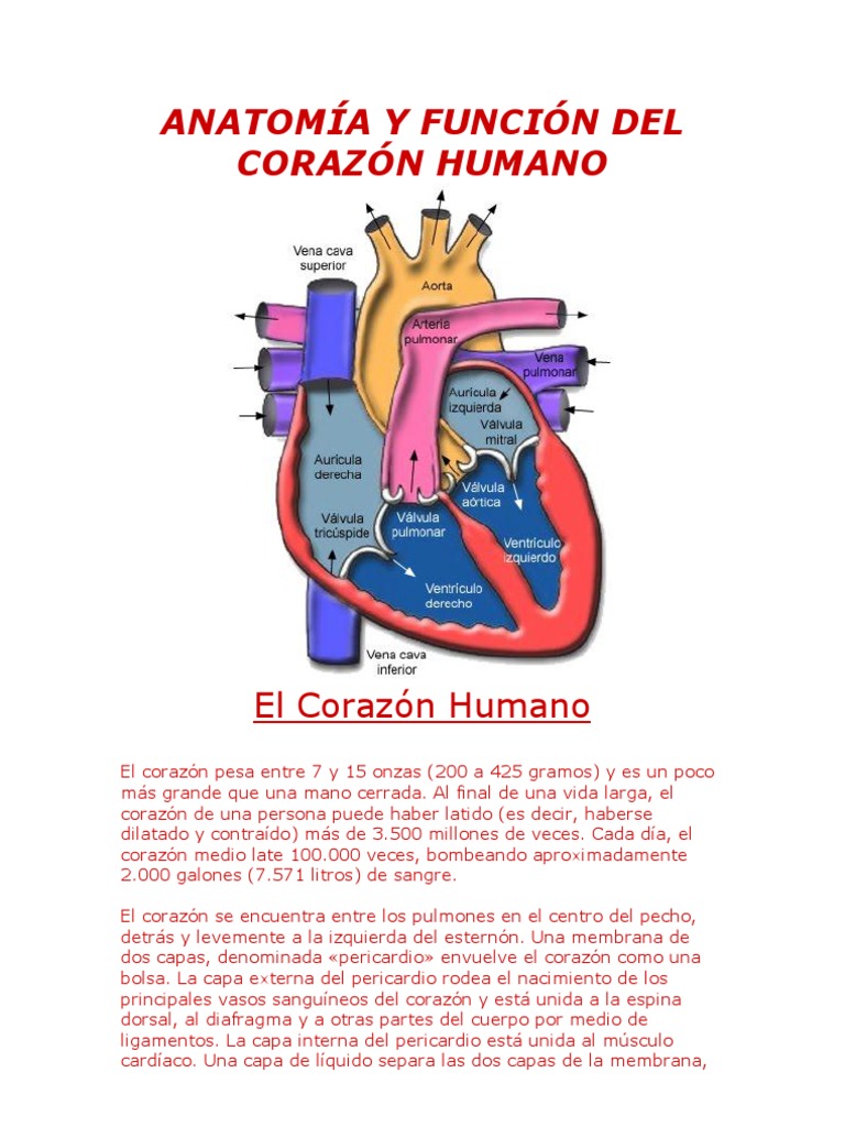 Anatomía del Corazón Humano | PDF | Corazón | Sistema circulatorio