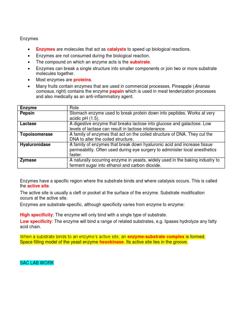 Enzymes and Proteins Notes | PDF | Active Site | Enzyme