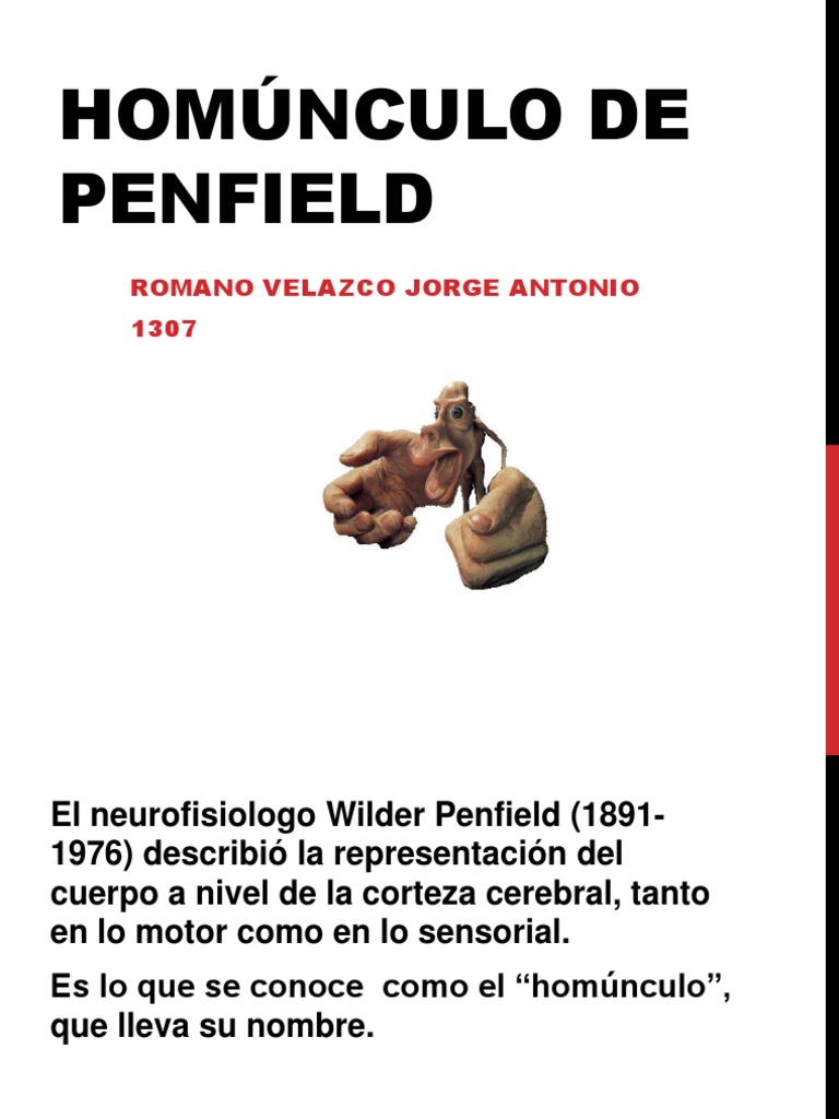 Homúnculo de Penfield | PDF