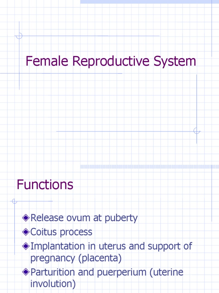 Female Reproductive System | PDF | Menstrual Cycle | Menstruation