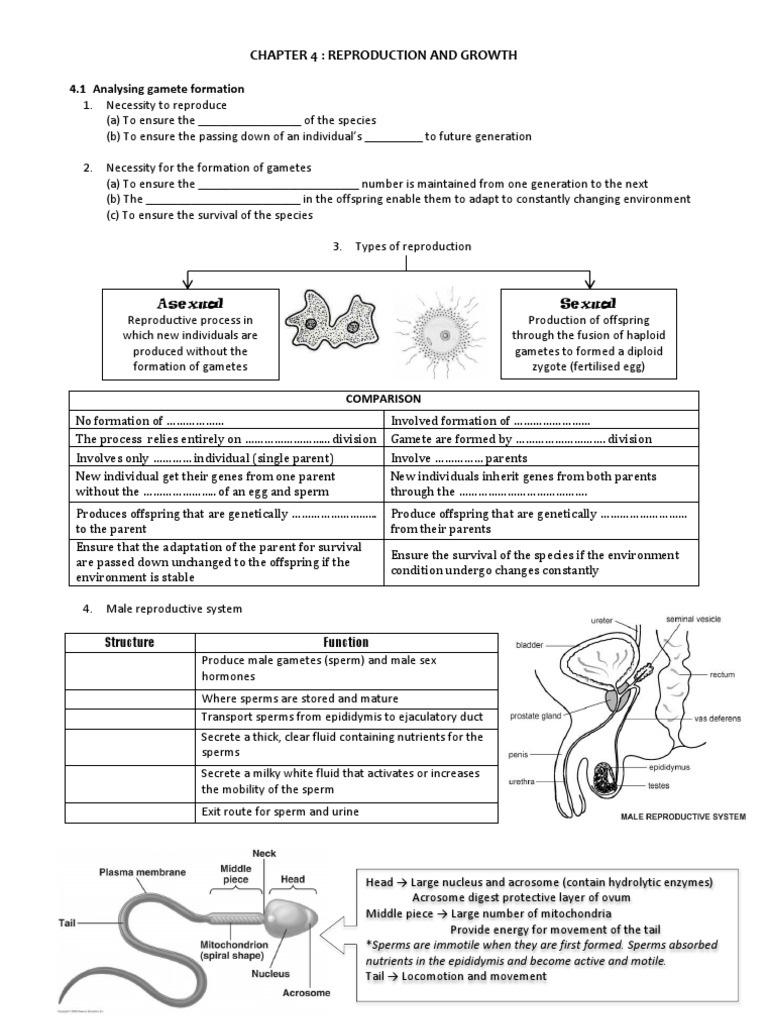 Chap 5 Bio F5 Module Download Free Pdf Menstrual Cycle