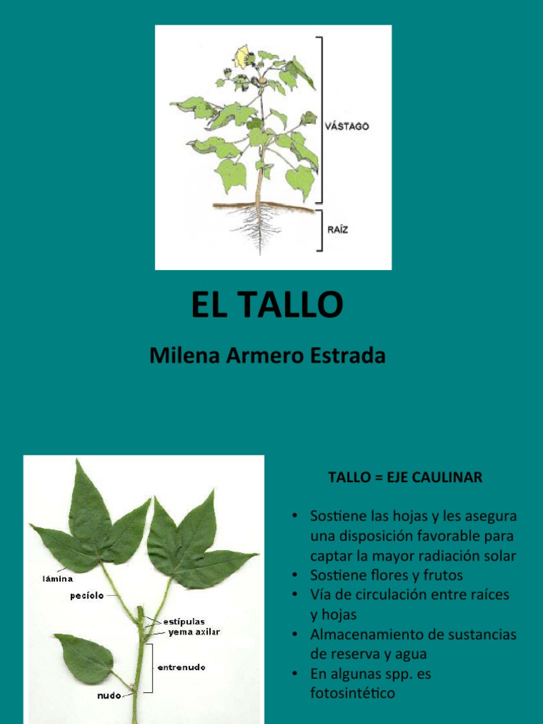 Estructura y funciones del tallo vegetal | PDF | Tallo de la planta ...