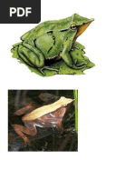 Allobates niputidea: Especie Única | PDF | Taxonomía (biología) | Género