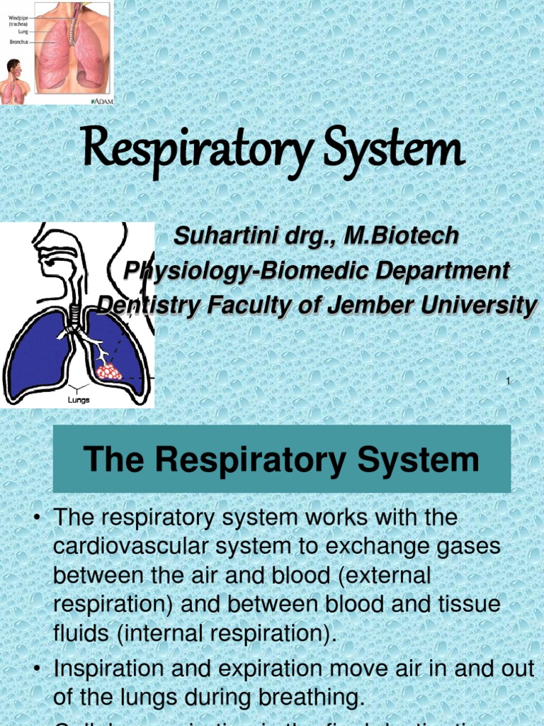 Respiratory System - Tini ST 2 | PDF | Respiratory Tract | Lung