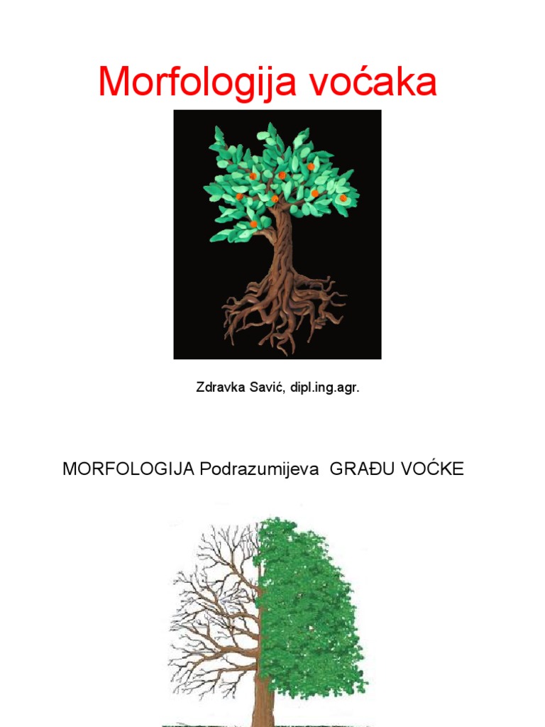 03 Morfologija Voćaka 0 | PDF