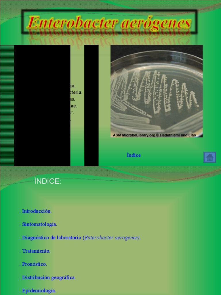 Enterobacter Aerogenes | PDF