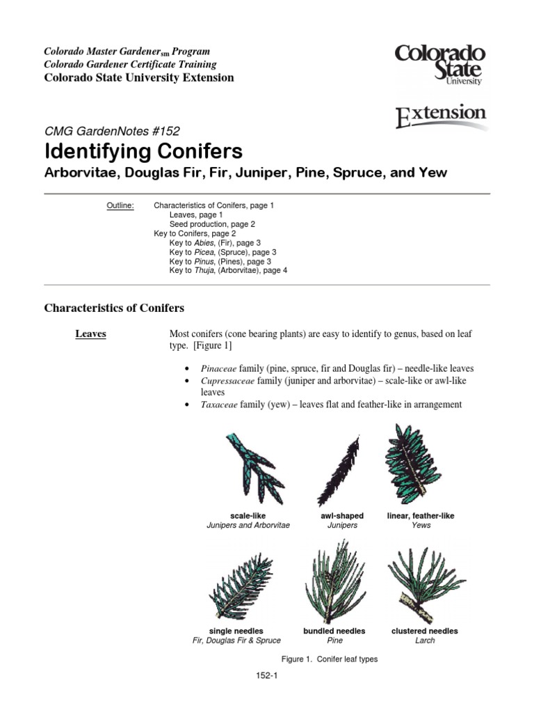 Identifying Conifers: Arborvitae, Douglas Fir, Fir, Juniper, Pine ...