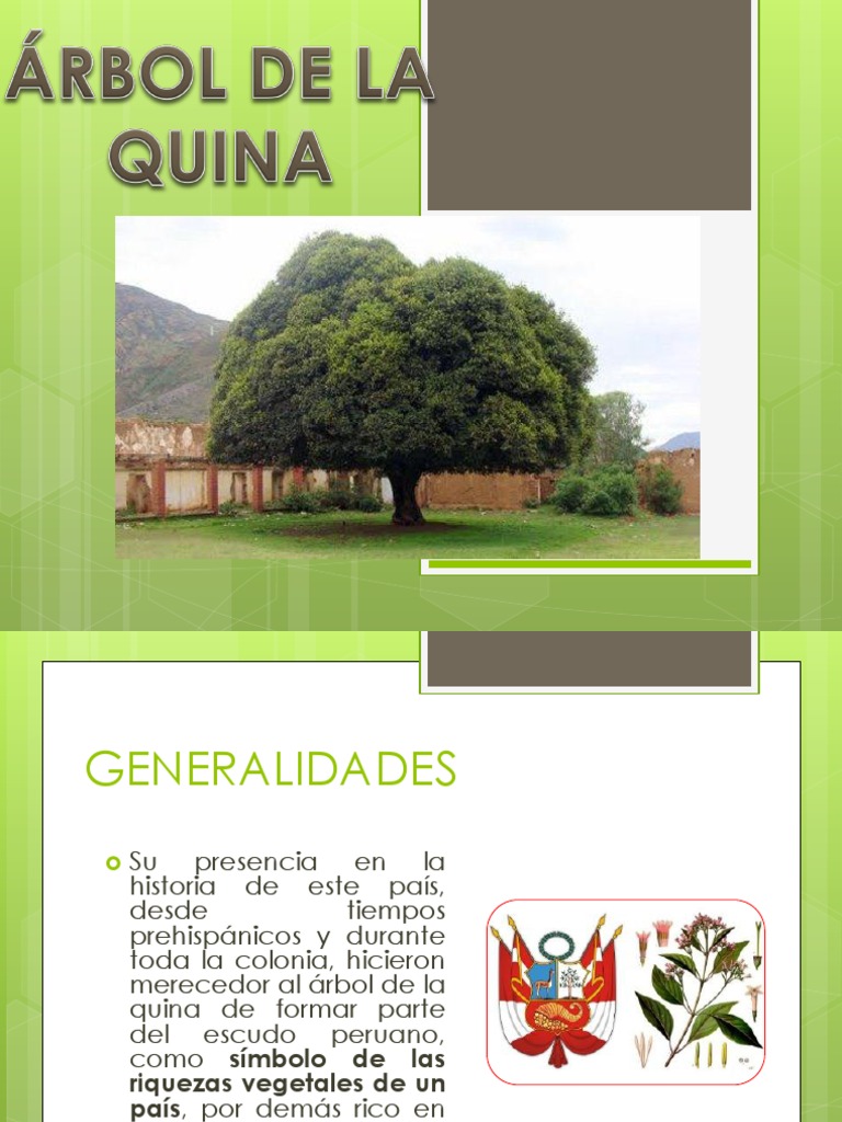 Historia y Significado del Árbol de la Quina | PDF | Plantas