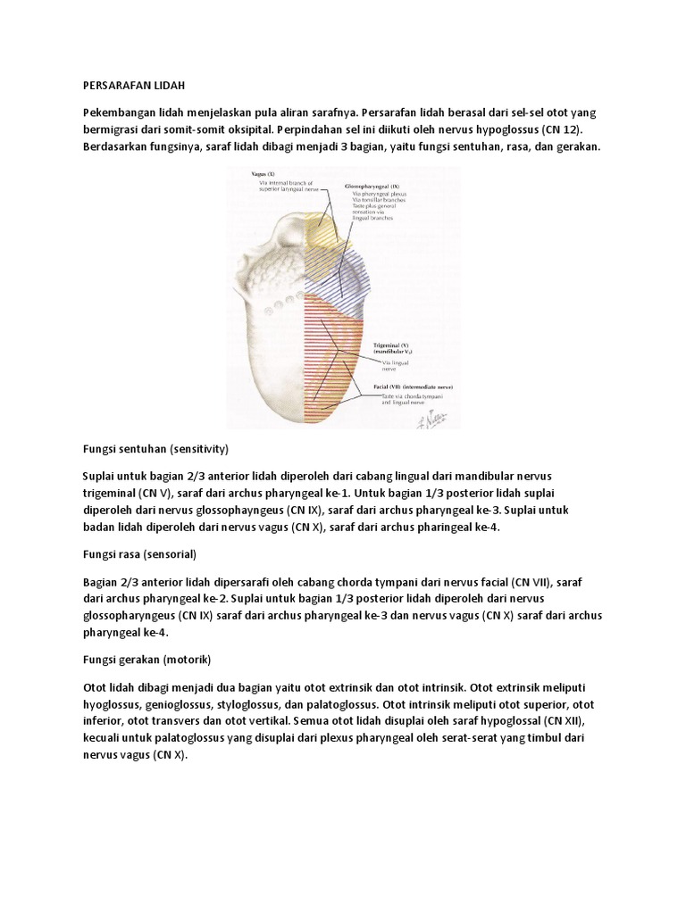 Persarafan Lidah | PDF