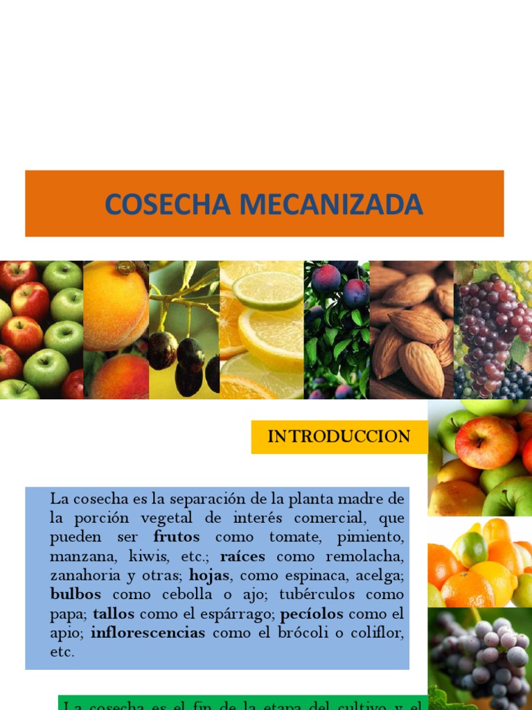 Cosecha Mecanizada: Ventajas y Métodos | PDF | Agricultura | Aceituna