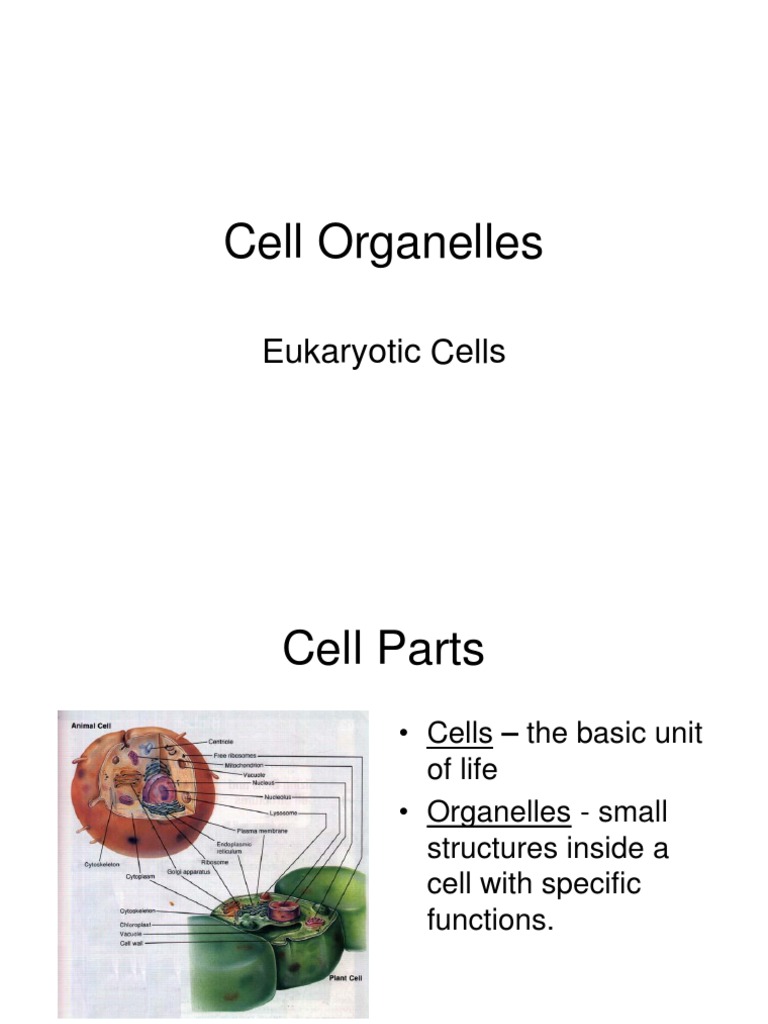 Cell Organelles Review | PDF | Cell Nucleus | Cell (Biology)