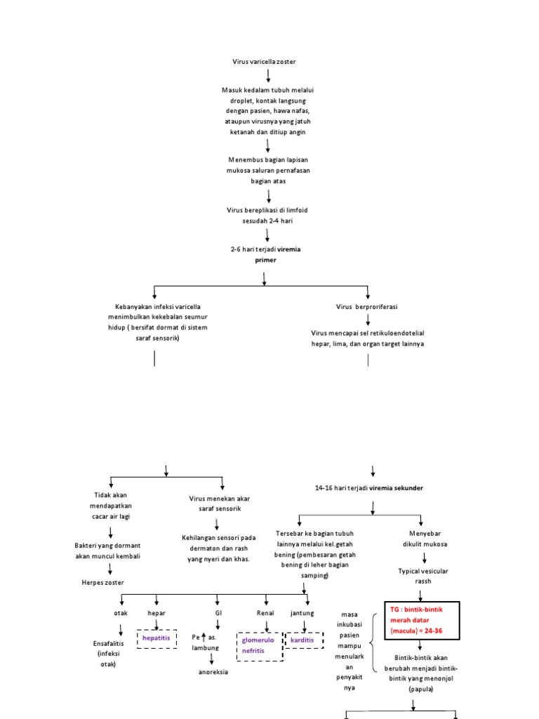 Pathway Varicella | PDF