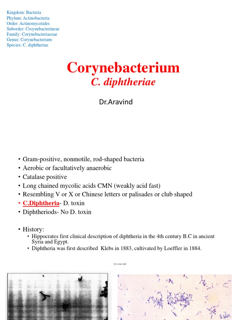 Corynebacterium Diphtheriae | PDF | Microbiology | Immunology