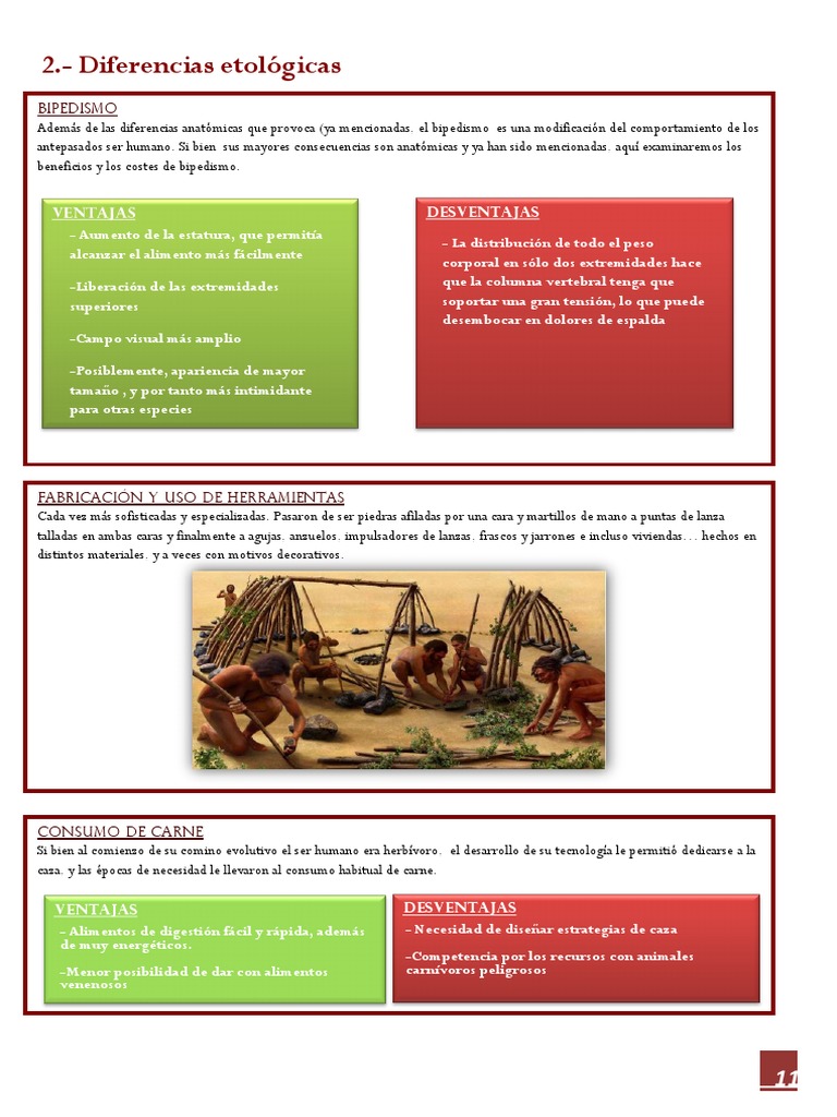 Cont. Bipedismo | PDF | Homo Sapiens | Evolución
