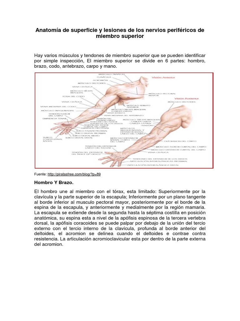 Anatomía de Superficie y Lesiones de Los Nervios Periféricos de Miembro ...