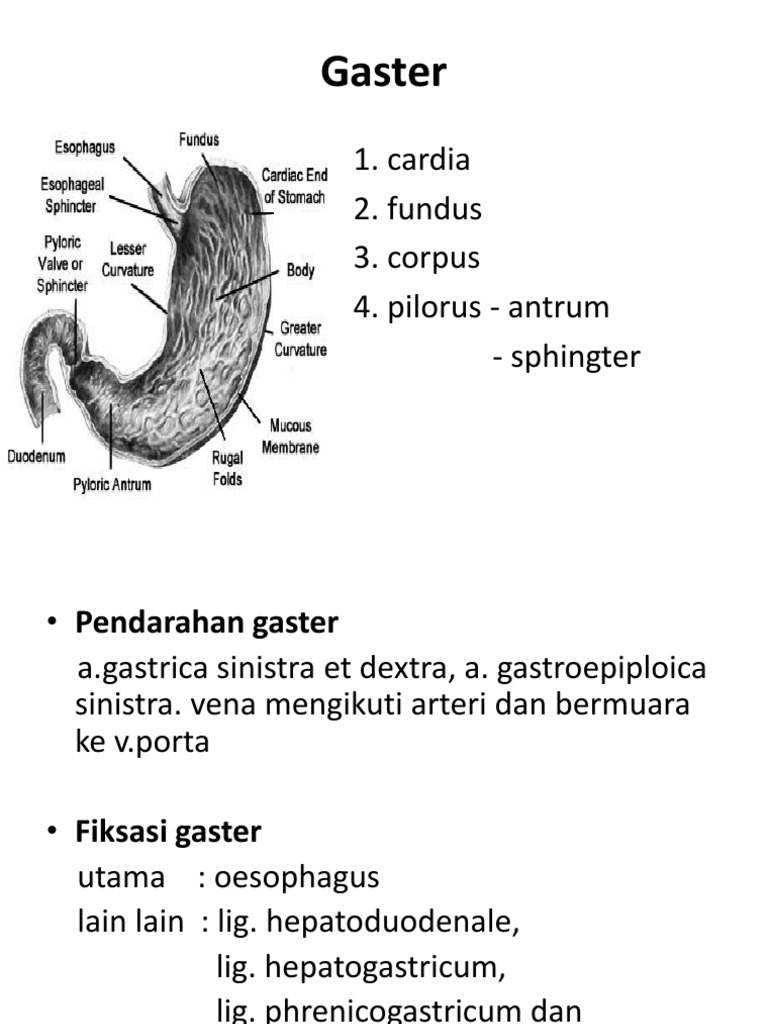 Fungsi dan Struktur Lambung | PDF