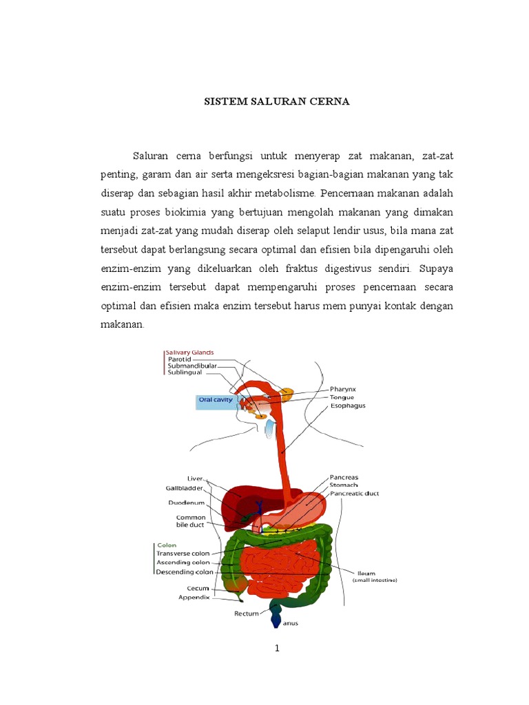 Anatomi Fisiologi Saluran Cerna