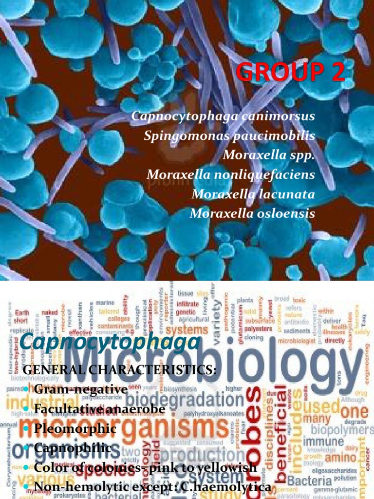 Moraxella spp, Sphingomonas spp | Microbiology | Bacteria
