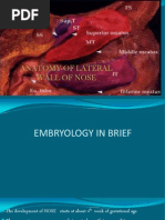 Anatomy of the Osteomeatal Complex | PDF | Human Nose | Human Head And Neck