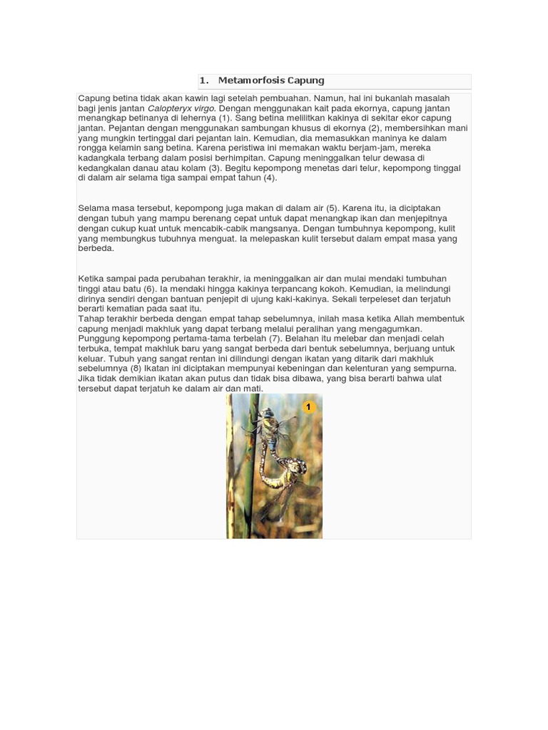 Metamorfosis Capung | PDF