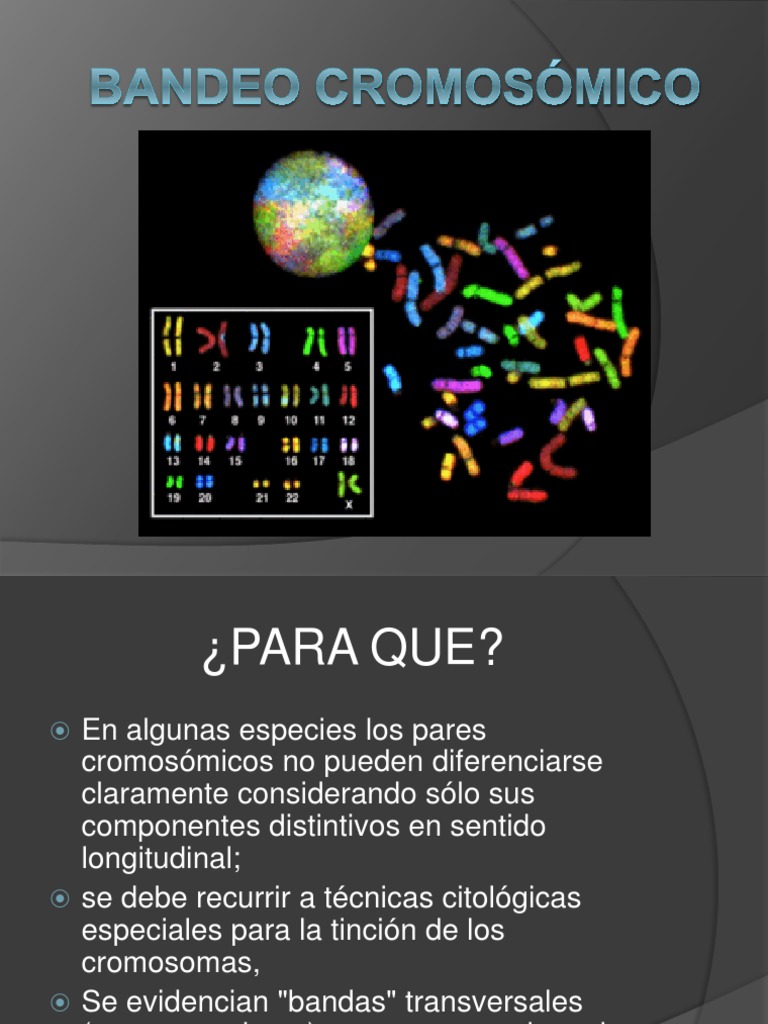 Técnicas de Bandeo Cromosómico | PDF | Cromosoma | Tinción