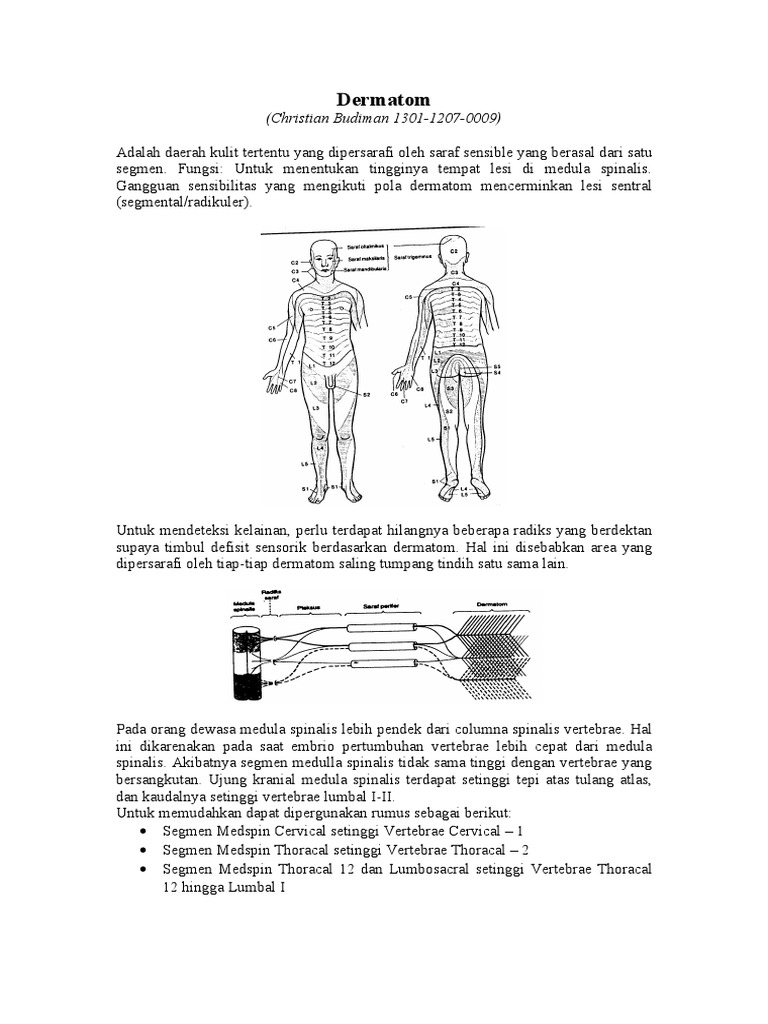 Pemahaman Dermatom dan Fungsinya | PDF