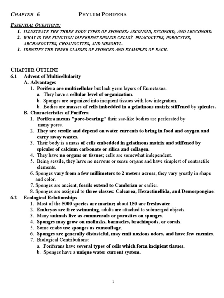 Chapter6-Phylum Porifera Notes | PDF | Sponge | Animal Taxonomy