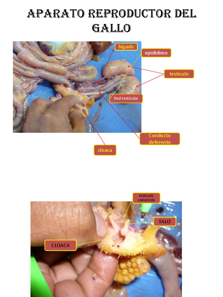 Anatomía del aparato reproductor del gallo | PDF | Abdomen | Anatomia ...