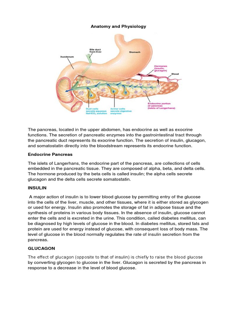 Anatomy and Physiology | Pancreas | Insulin