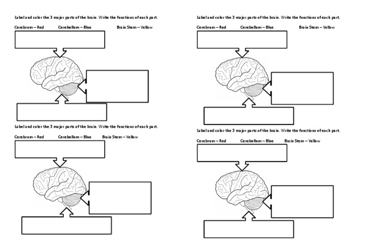 Label and Color The 3 Major Parts of The Brain | PDF | Wellness
